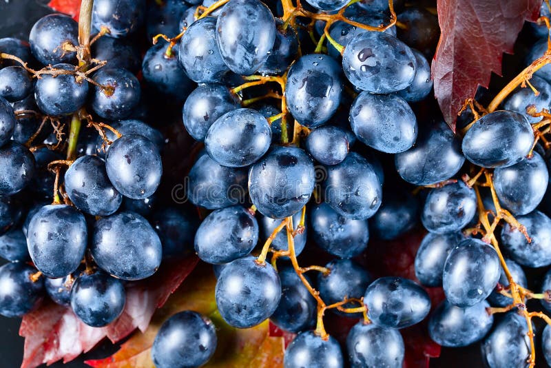 Blaue Traube stockbild. Bild von makro, sommer, purpurrot - 58930699