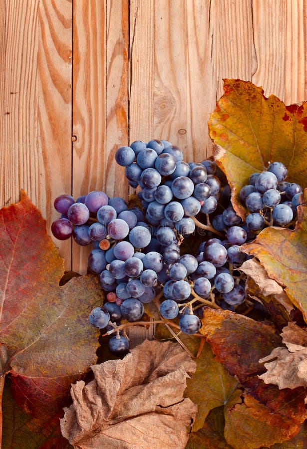 Blaue Traube stockbild. Bild von makro, sommer, purpurrot - 58930699