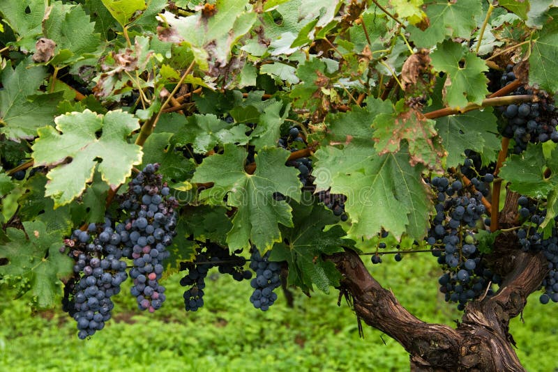Trauben, Die Auf Rebe Sich Bilden Stockbild - Bild von weinstock ...