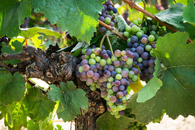 Blaue Trauben auf Rebe stockfoto. Bild von rebe, trauben - 122517410