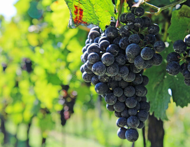 Weintrauben Auf Der Rebe Auf Einem Gebiet Stockfoto - Bild von draußen ...