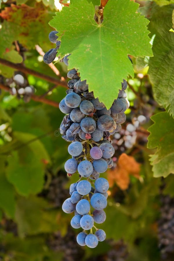 69,758 Blaue Weintrauben Stock Fotos - Freie & Royalty-Free Stock Fotos ...