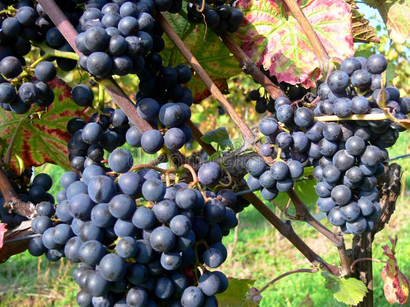 Blaue Trauben Kurz Vor Ernte Stockfoto - Bild von bergsteiger, farben ...