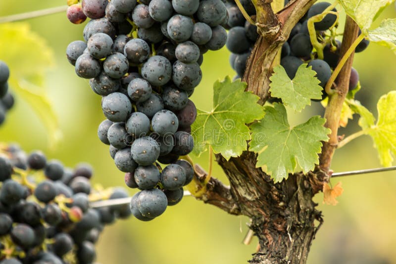 Blaue Trauben (Vitis Vinifera) Stockfoto - Bild von mineralien, haut ...