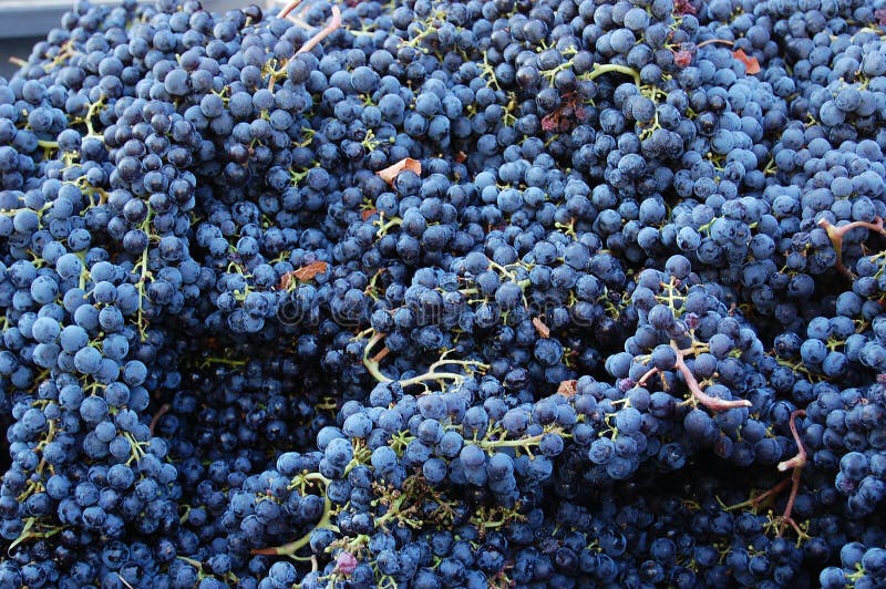 Blaue Trauben Mit Blättern, Auf Einer Rebe, Im Herbst, Ranken Auf Einem ...