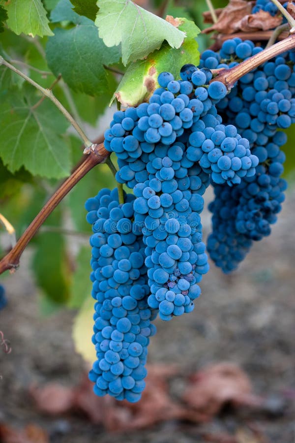 Blaue Weintrauben stockbild. Bild von erzeugnis, sankt - 6418003