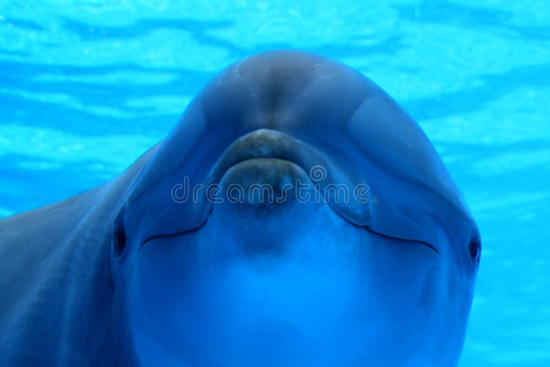 Delphin-Heck-Flossen stockfoto. Bild von zwei, paar, meer - 9950840
