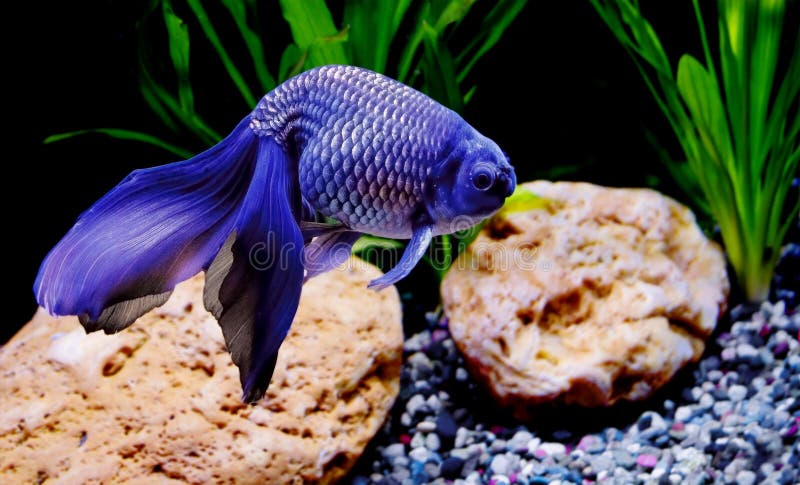 Blauer Goldfisch stockbild. Bild von blau, betrieb, goldfisch - 132054079