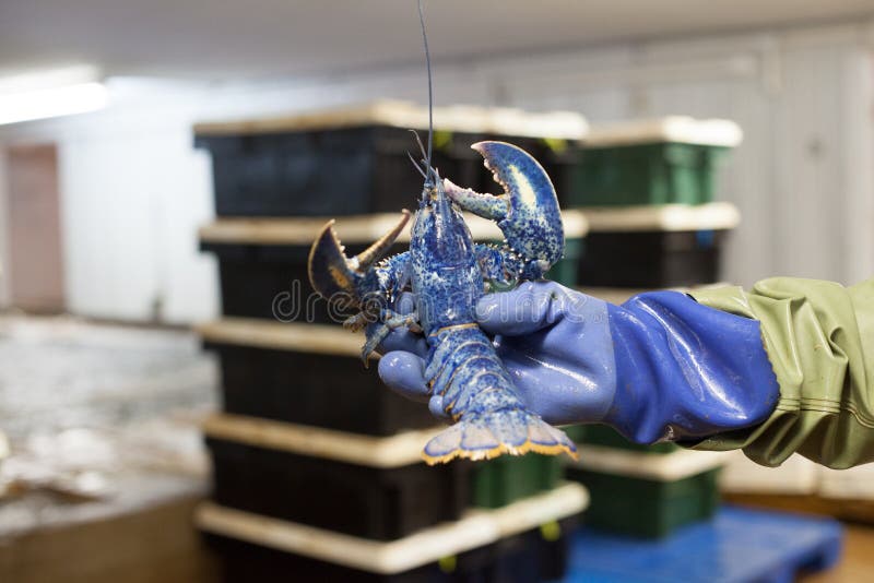 Blauer Hummer stockfoto. Bild von hintergrund, schalentiere - 100744226