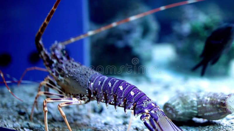 Blauer Hummer stock video. Video von karosserie, antenne - 43694293