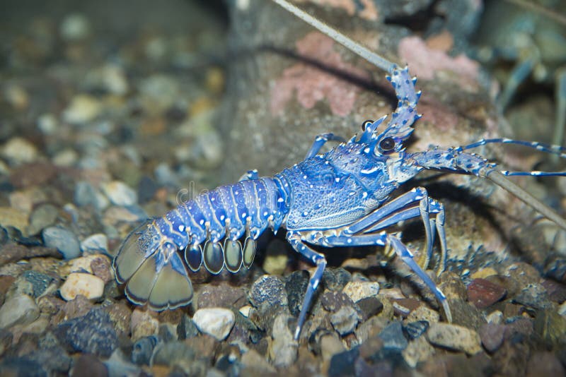 Blauer Hummer stockbild. Bild von jagd, ozean, tier, zartheit - 7374411