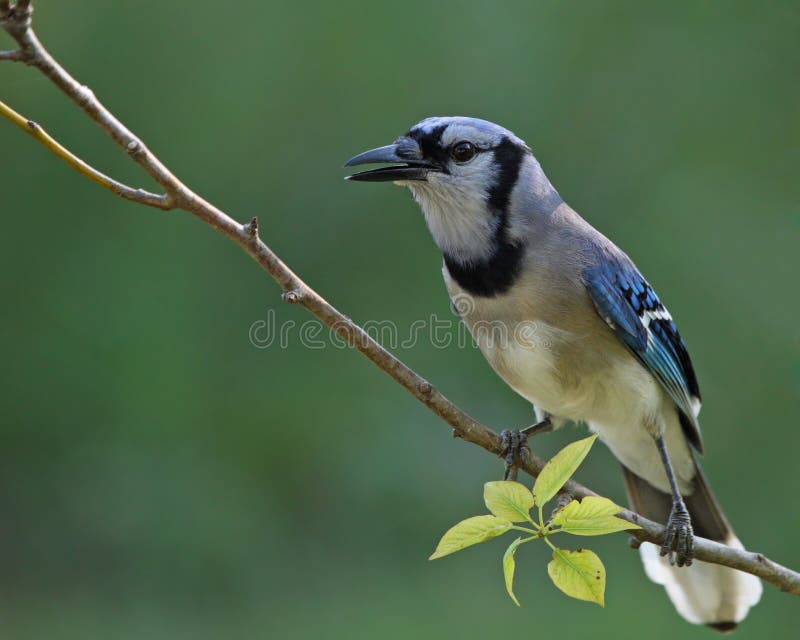 Blauer Jay stockfoto. Bild von birding, laut, vogel, eichelhäher - 5539576