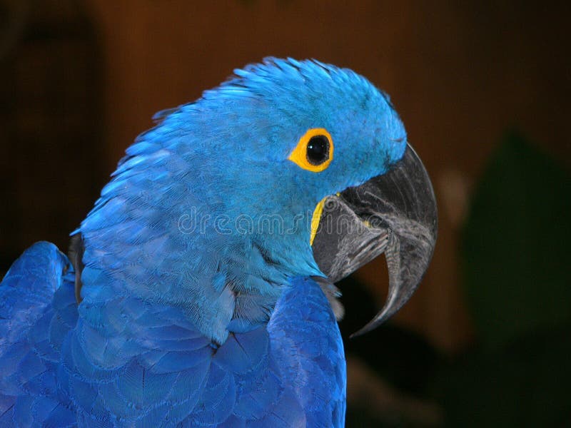 Brasilianischer Papagei stockfoto. Bild von wild, tier - 6091486