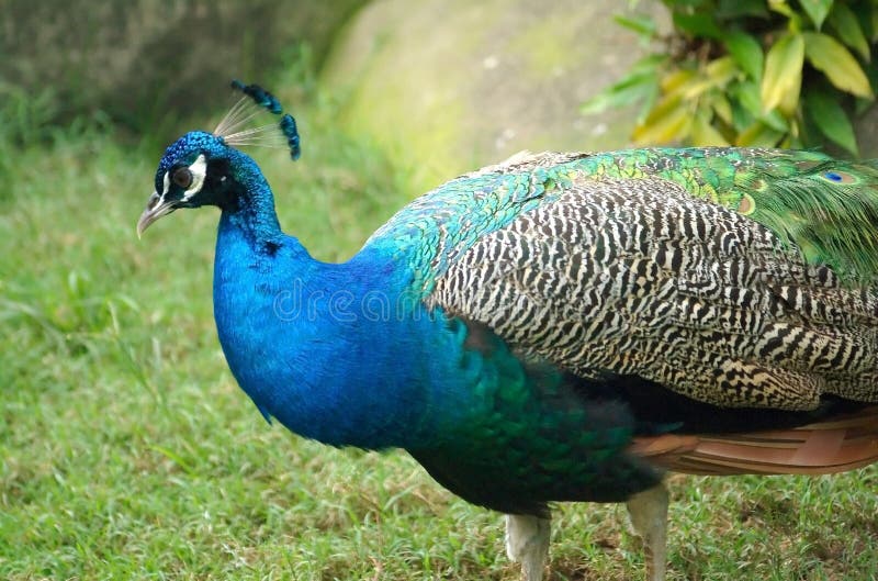 Blauer Pfau stockfoto. Bild von tier, blau, garten, pfau - 1456938