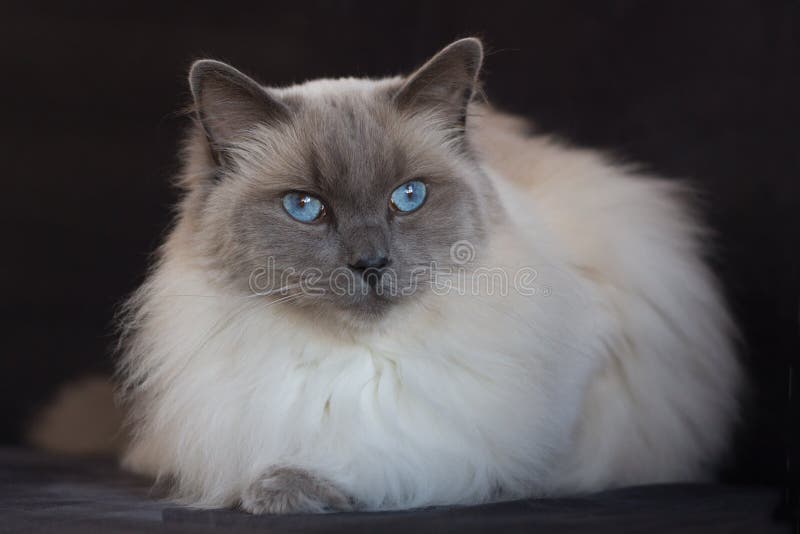 Blauer Punkt Ragdoll Mit Schwarzem Hintergrund Stockfoto - Bild von ...