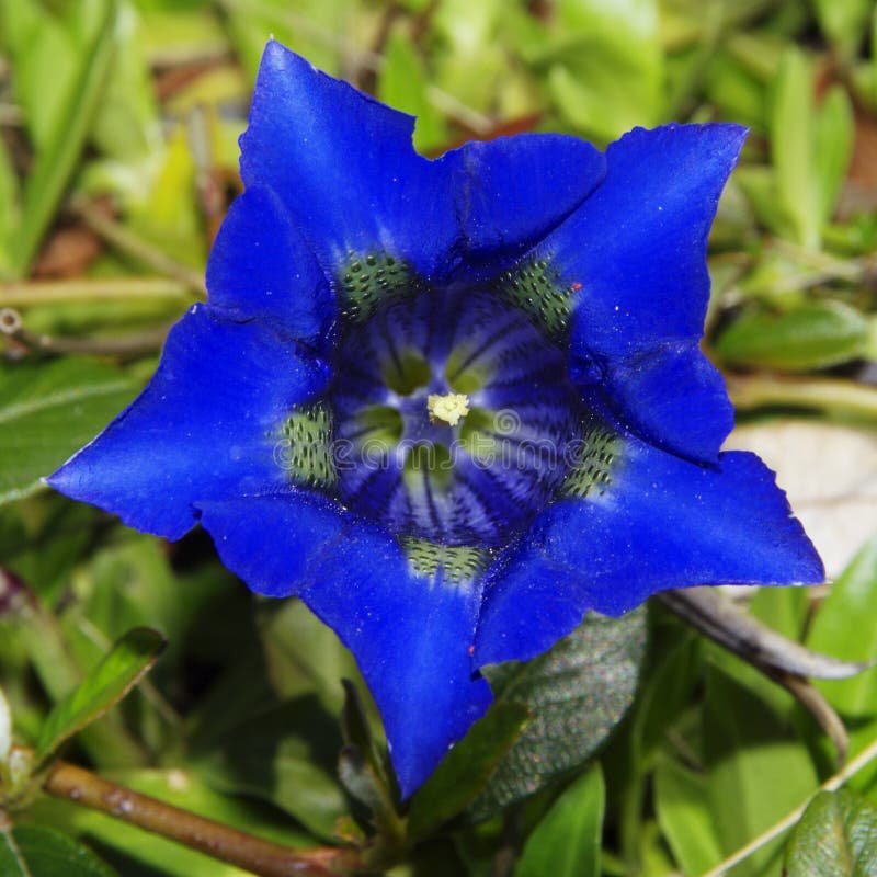 Blauer Stemless Enzian stockfoto. Bild von jahreszeit - 24597748