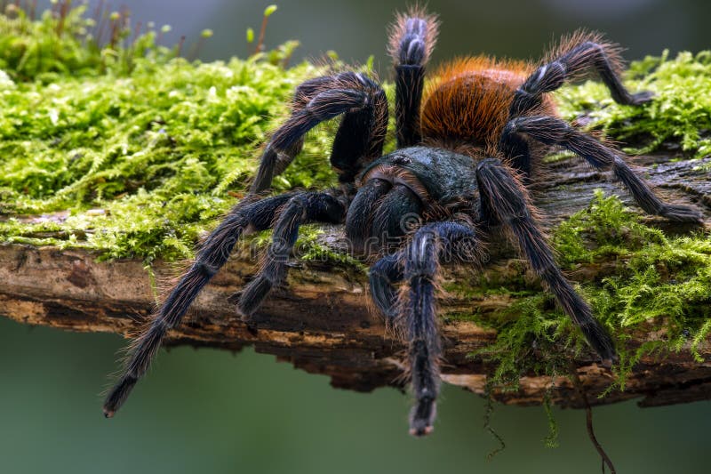 Blauer Tarantel (chromatopelma Cyaneopubescens) Stockbild - Bild von ...