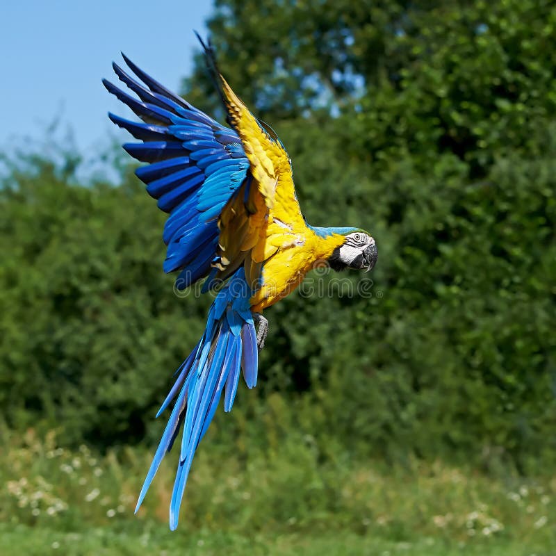 Blauer Und Gelber Macaw (Ara Ararauna) Stockfoto - Bild von tier, blau ...