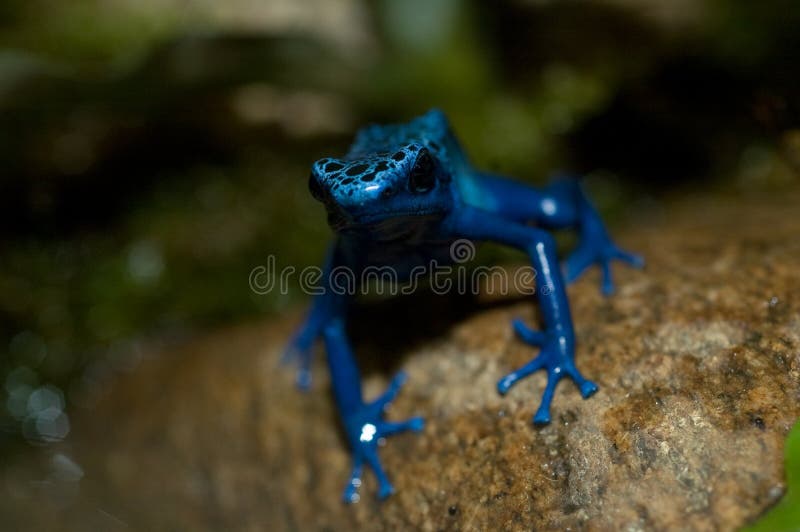Blaues Frosch Dendrobates Azureus Stockfoto - Bild von nave, giftig ...