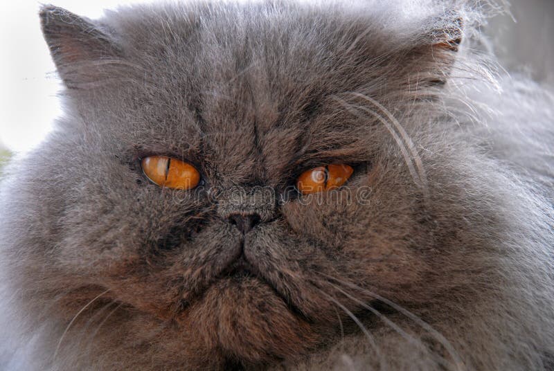 Blaues Persische Katze-Gesicht Stockfoto - Bild von haarig, ohren: 27682078