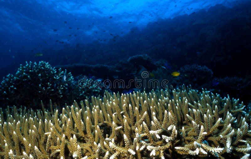 Blaues Riff stockfoto. Bild von hintergrund, rückseite - 8549064