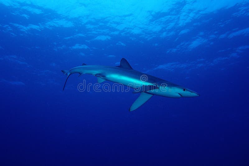 Blauhai (Prionace glauca) stockbild. Bild von reise, haifisch - 48546941
