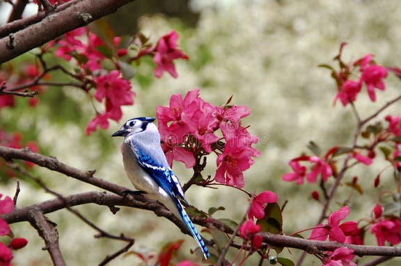 Blauhäher 2 stockbild. Bild von singvogel, himmel, blüte - 3610361