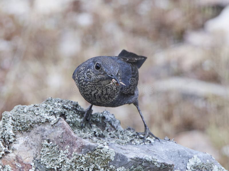 Blaumerle Monticola-solitarius Stockbild - Bild von felsen, vogel: 92359759