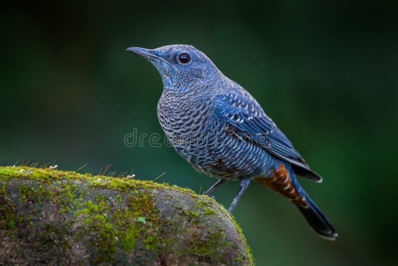 Blaumerle (Monticola-solitarius) Stockfoto - Bild von geöffnet, vogel ...