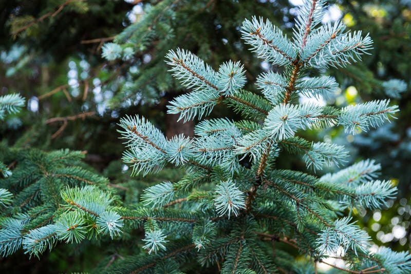 Blautanne (Picea pungens) stockbild. Bild von kiefer - 65390337