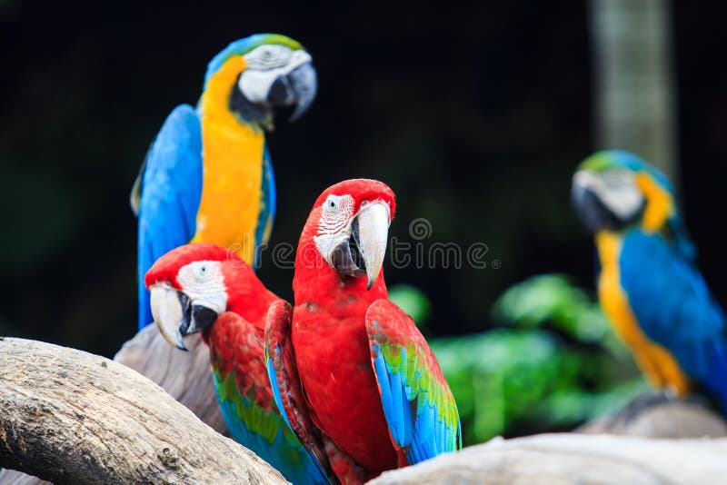 Blauw-en-rode ara stock foto. Image of huisdieren, toerisme - 33554216