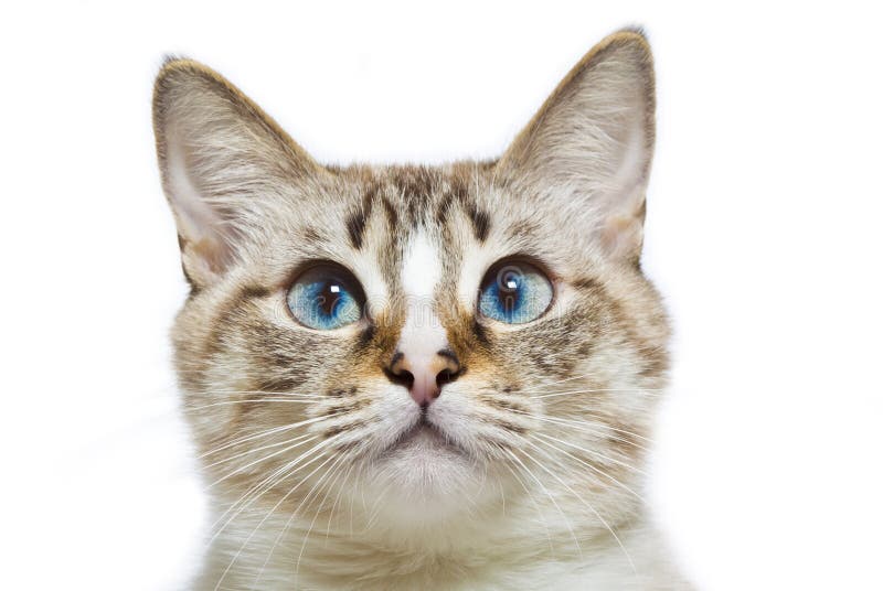 Kattenkop met blauwe ogen stock afbeelding. Image of nave - 33226109
