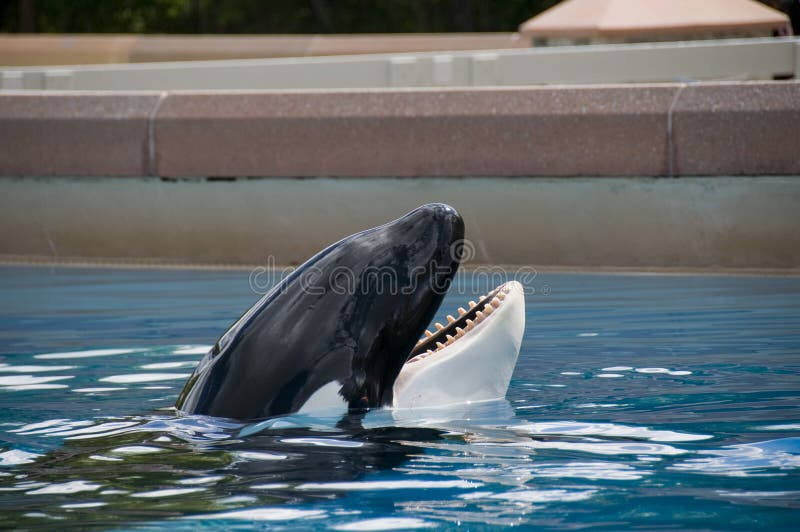 Blauwal im oceanarium stockfoto. Bild von gefangener, wildnis - 6815326
