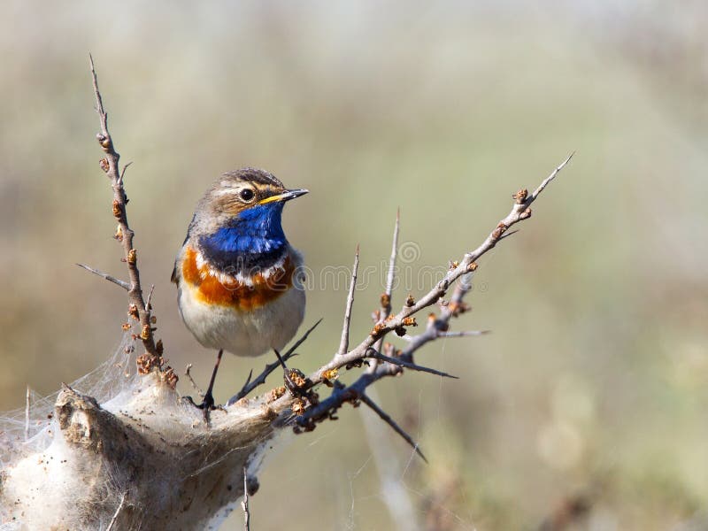 Blauwborst, White-spotted Bluethroat, Luscinia Svecica Stock Photo ...