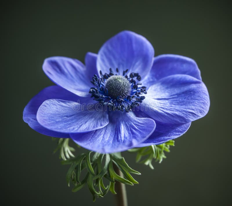 Blauwe Anemoon stock foto. Image of stam, gegroeid, macro - 31333878