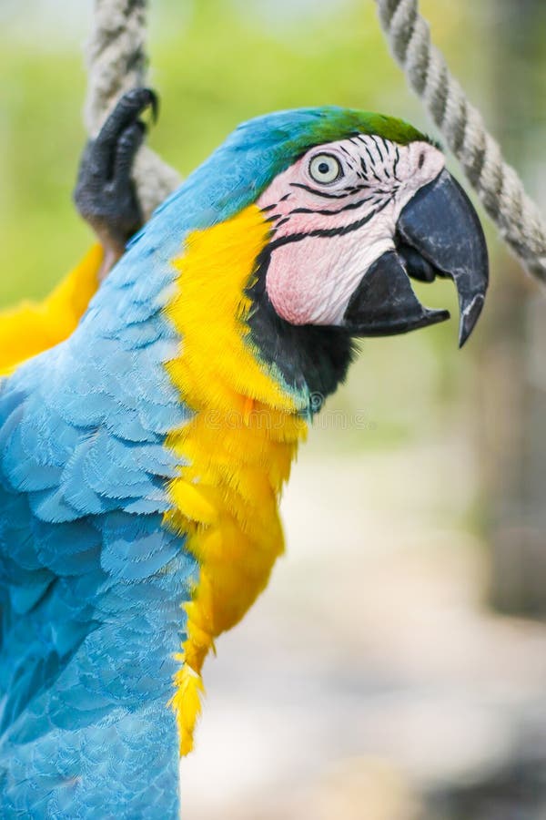 Blauwe ara stock afbeelding. Image of dieren, blauw, schitterend - 29496371