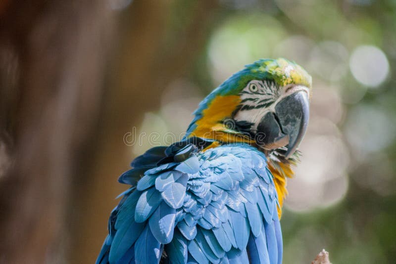 Blauwe Ara Itatiba Brazilië Stock Foto - Image of gevederte, amerika ...