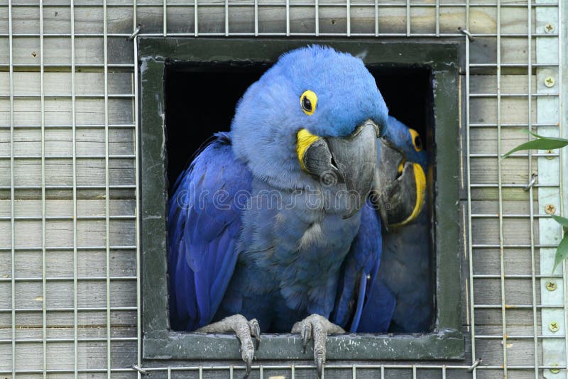 Blauwe Ara's stock afbeelding. Image of makreel, huisdier - 14286969