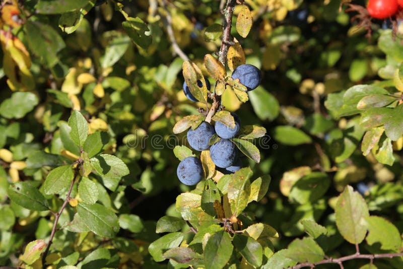 Bessen van sleedoorn stock afbeelding. Afbeelding bestaande uit groen ...