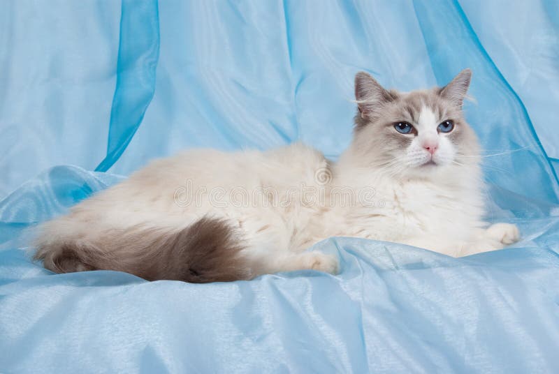 Blauwe Bicolourkat Van Ragdoll Stock Foto - Image of volwassen ...