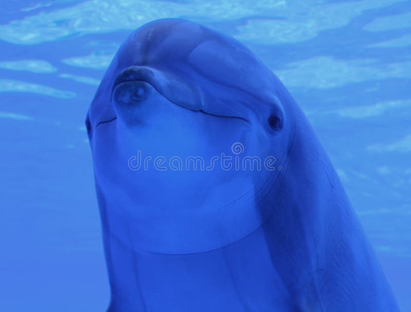 Blauwe dolfijn onderwater stock afbeelding. Image of zwem - 8613955