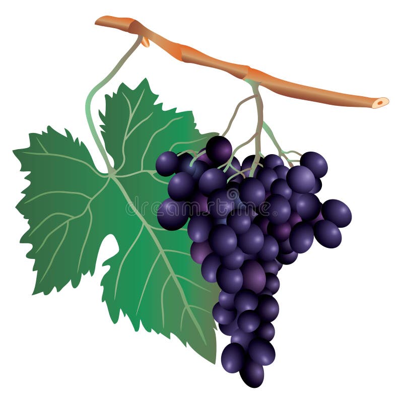 Blauwe druif vector illustratie. Illustration of groei - 11177931