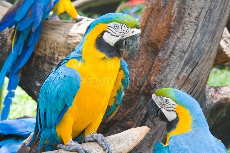 Blauwe en gele ara stock foto. Image of ogen, niemand - 11494778