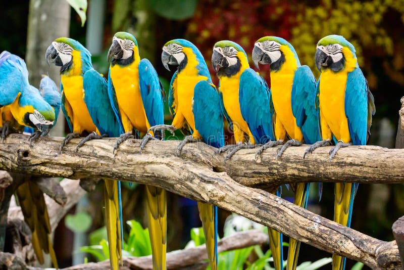 Blauwe en gele Ara stock afbeelding. Image of vrij, wild - 31641525