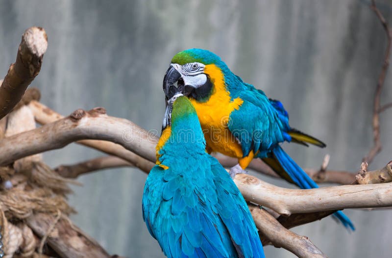 Blauwe en Gele Ara stock afbeelding. Image of exotisch - 72040859