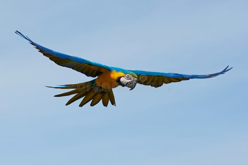 Blauwe En Gele Ara (ararauna Van Aronskelken) Stock Afbeelding - Image ...