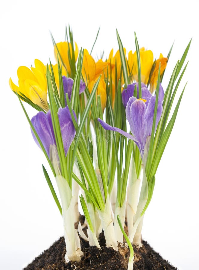 Blauwe En Gele Krokus Op Witte Achtergrond Stock Foto - Image of macro ...