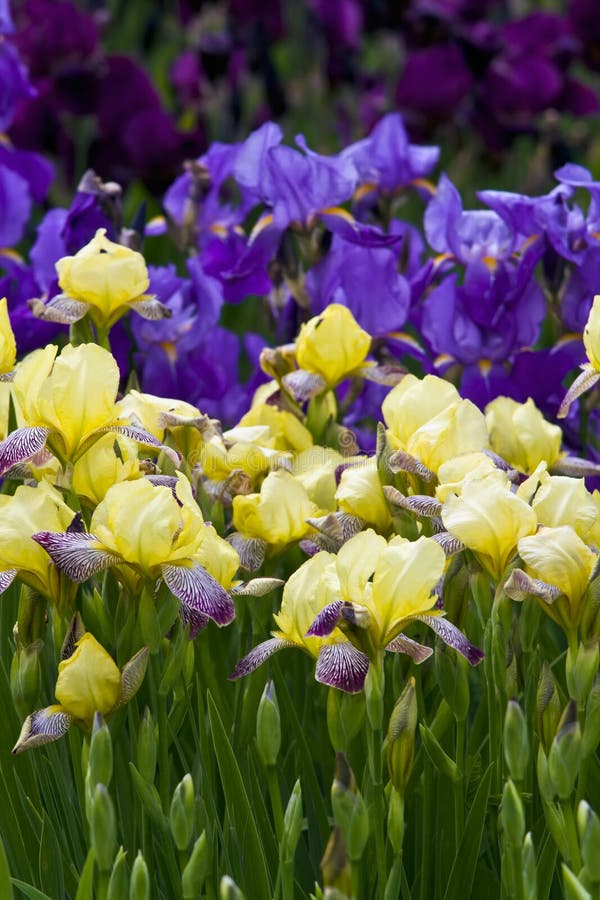 Blauwe En Gele Siberische Iris Stock Foto - Image of tuin, groen: 19223598