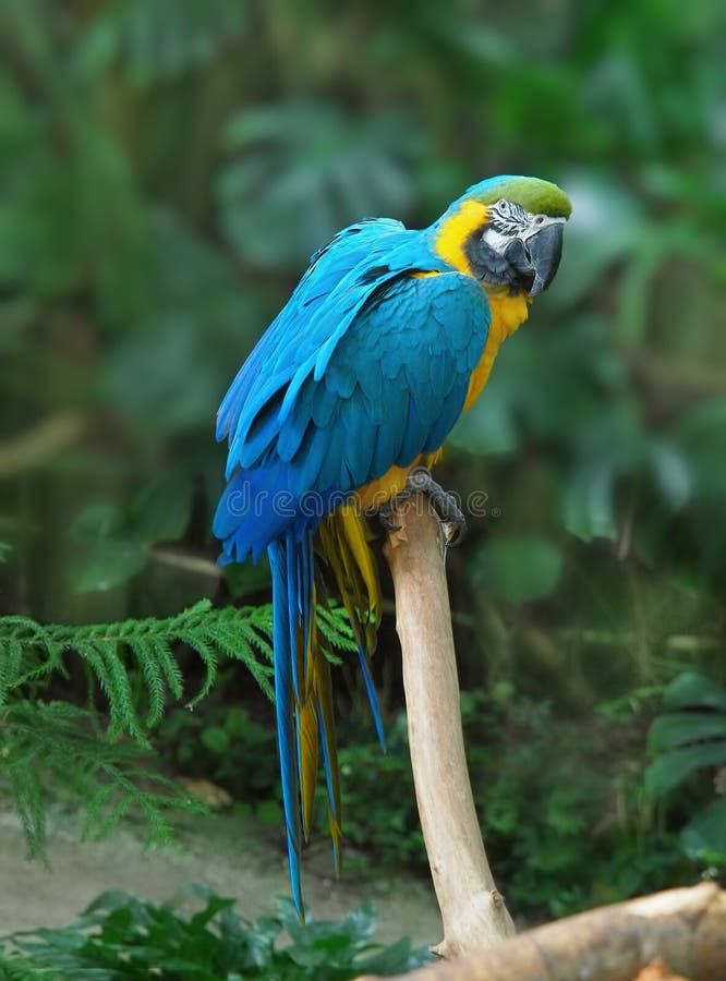 Blauwe En Gouden Ara (ararauna Van Aronskelken) Stock Afbeelding ...