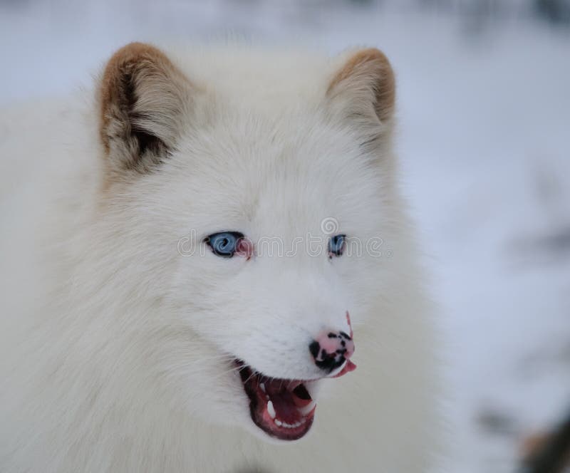 Blauwe eyed witte poolvos stock afbeelding. Image of behandeld - 65397083